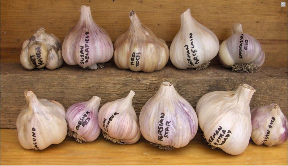 groepen en rassen | Eemlook knoflook